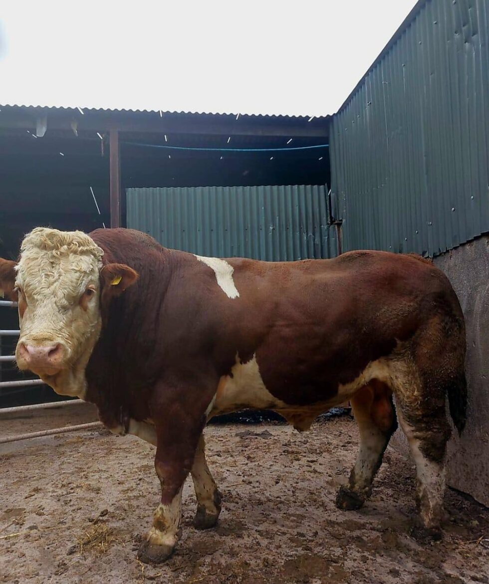 Maximising Profits from the Dairy Herd with Simmental Genetics ...