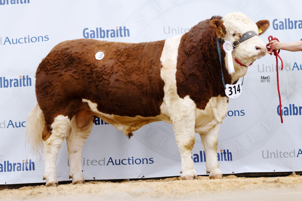2025 Stirling Sales Archives - British Simmental Cattle Society