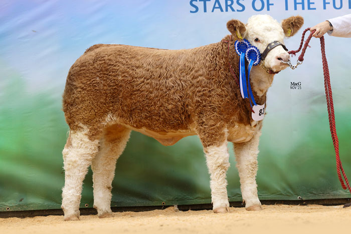 COLTFIELD AND ISLAVALE TAKE THE SIMMENTAL CHAMPIONSHIP HONOURS AT THE ...