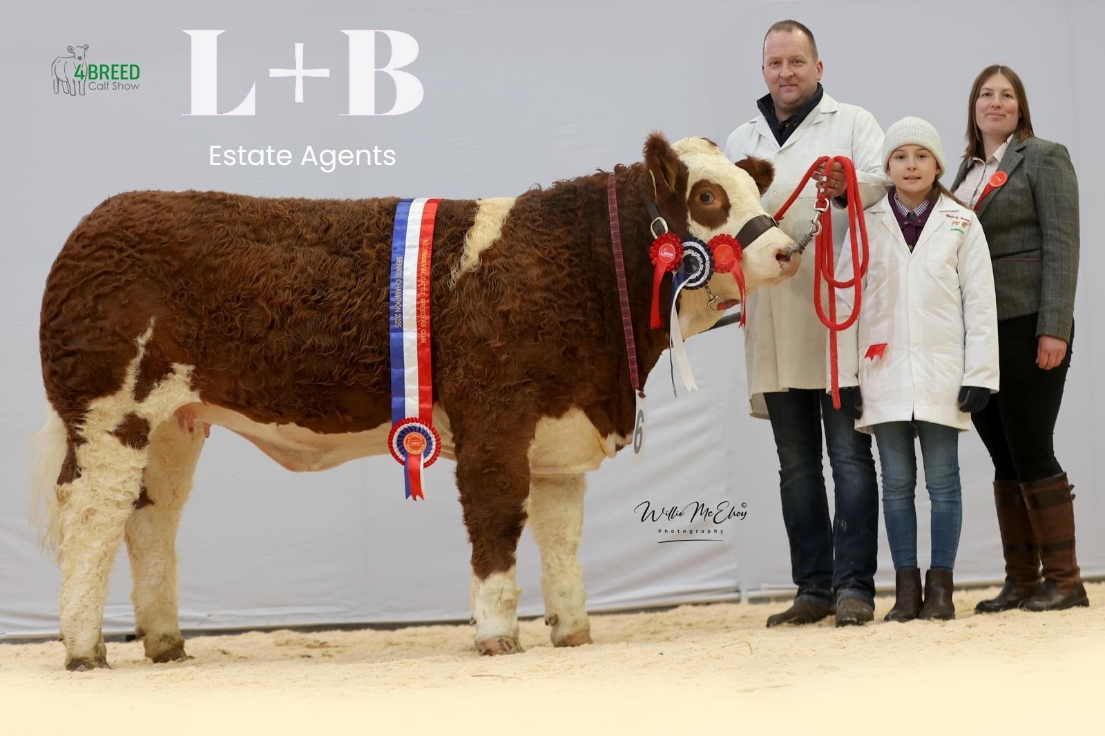 RANFURLY 'CLEANS UP' AT FOUR BREED CALF SHOW! - British Simmental ...