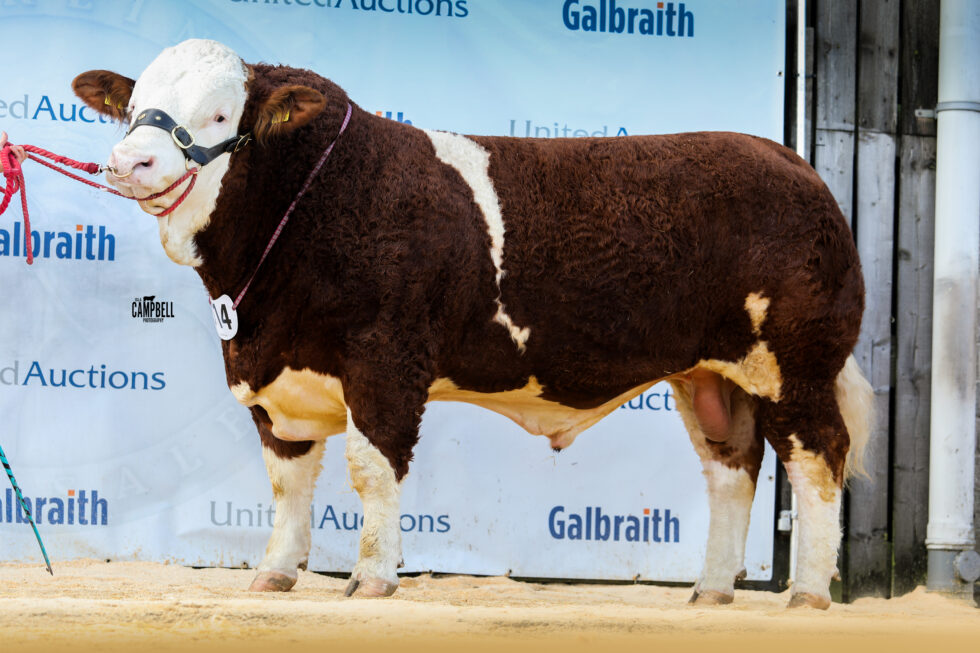 2026 Stirling Sales Archives - British Simmental Cattle Society
