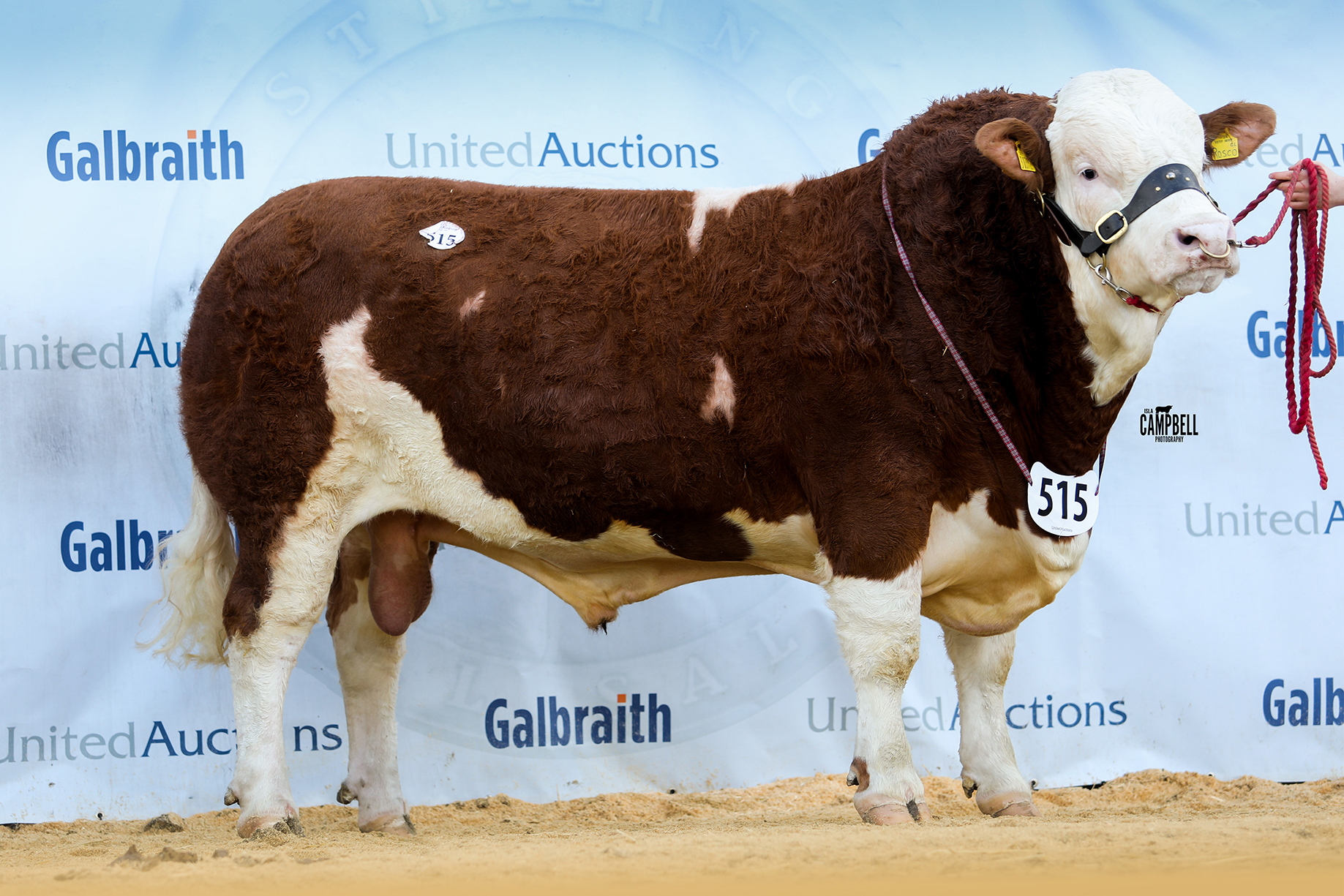 2026 Stirling Sales Archives - British Simmental Cattle Society