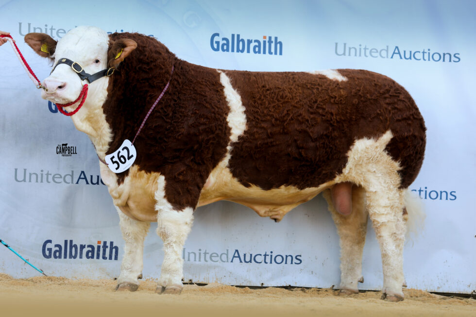 2026 Stirling Sales Archives - British Simmental Cattle Society