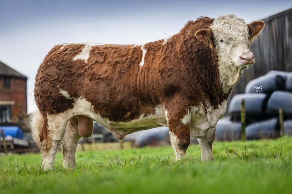 2026 Stirling Sales Archives - British Simmental Cattle Society