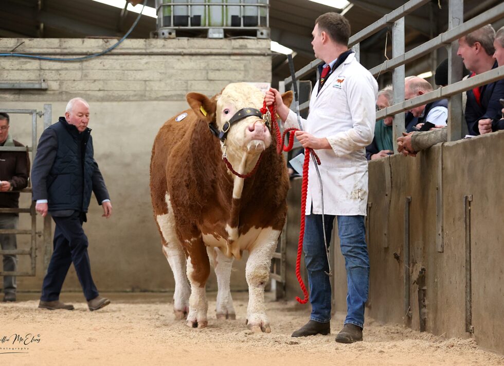 10,000GNS GILLVIEW RANGER SETS NEW SIMMENTAL RECORD AT DUNGANNON SALE ...