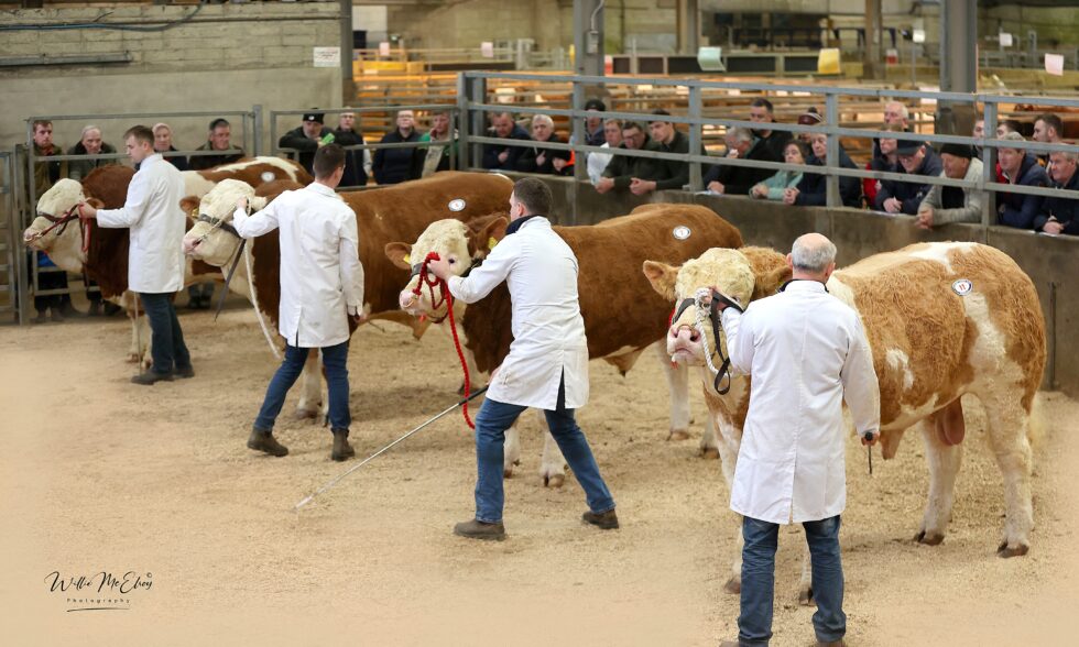 10,000GNS GILLVIEW RANGER SETS NEW SIMMENTAL RECORD AT DUNGANNON SALE ...