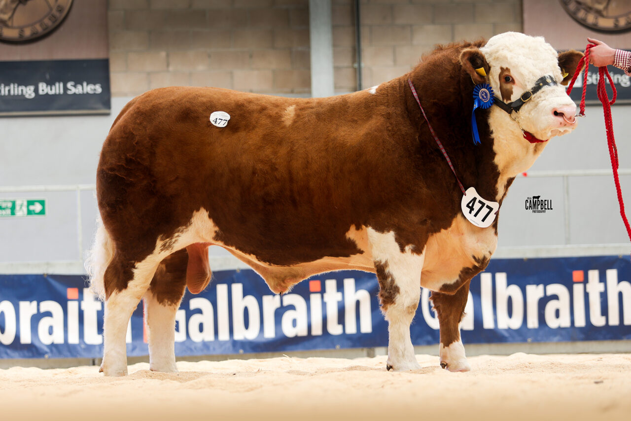 2026 Stirling Sales Archives - British Simmental Cattle Society